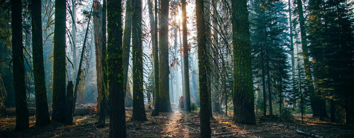 Website Design and Hosting in Lymington | New Forest Online